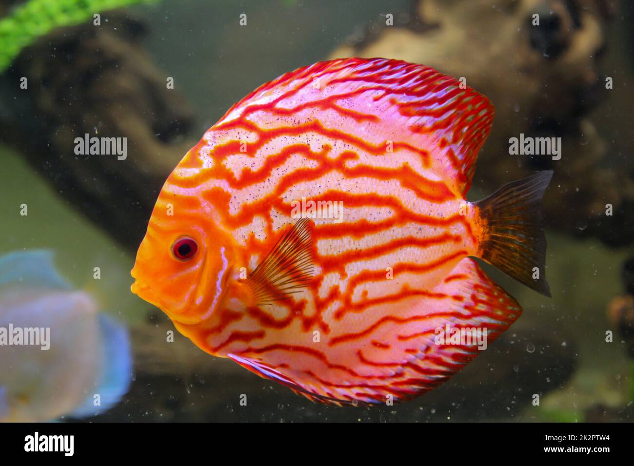 Portrait of a beautiful colored discus discus cichlid in a blackwater ...