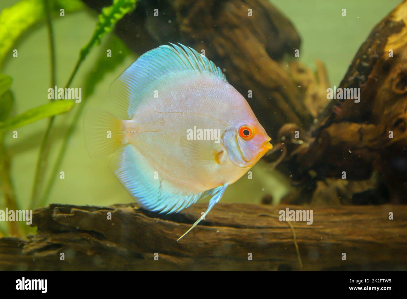 Portrait of a beautiful colored discus discus cichlid in a blackwater ...