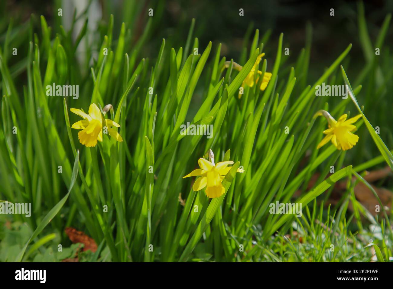 Lots of daffodils, daffodils on a flower area Stock Photo - Alamy