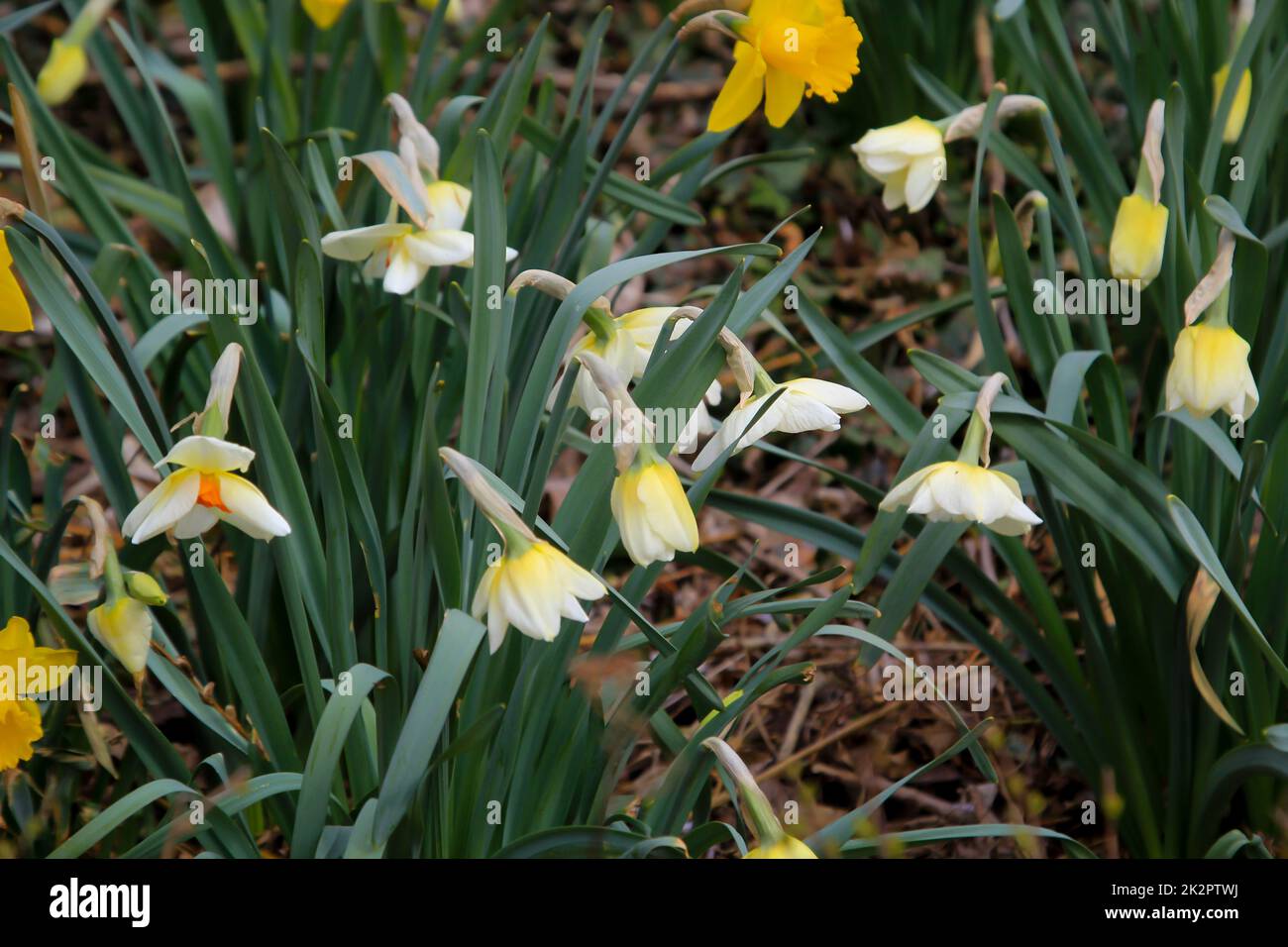 Lots of daffodils, daffodils on a flower area Stock Photo - Alamy