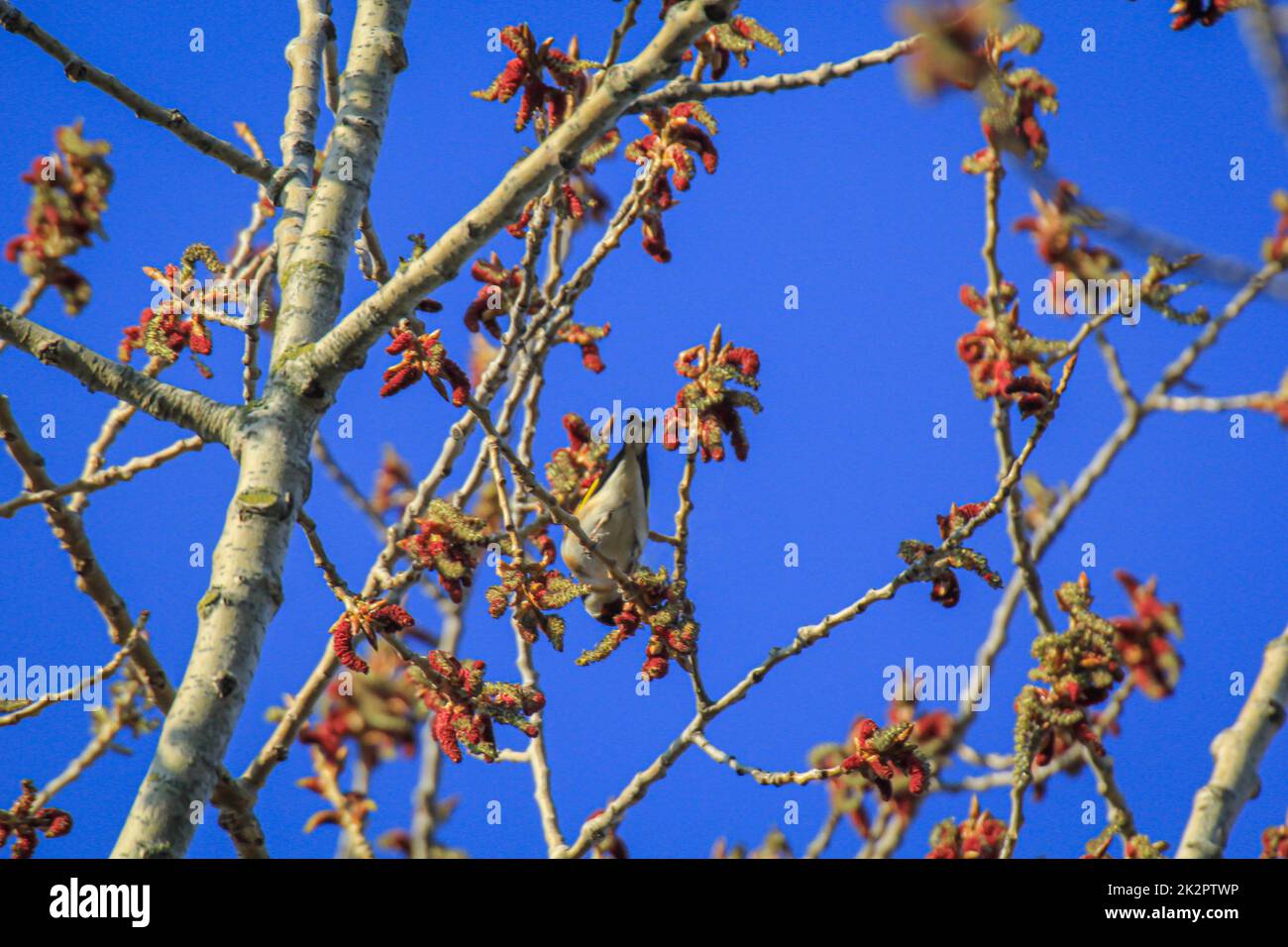 Portrait of goldfinch on a tree in spring Stock Photo - Alamy