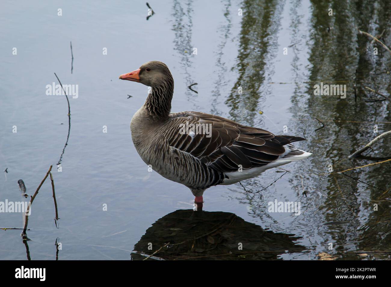 A gray goose stands near the shore in a body of water Stock Photo - Alamy