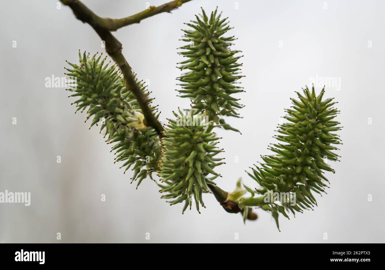 The flowers of the Sal willow, Salix caprea L Stock Photo - Alamy