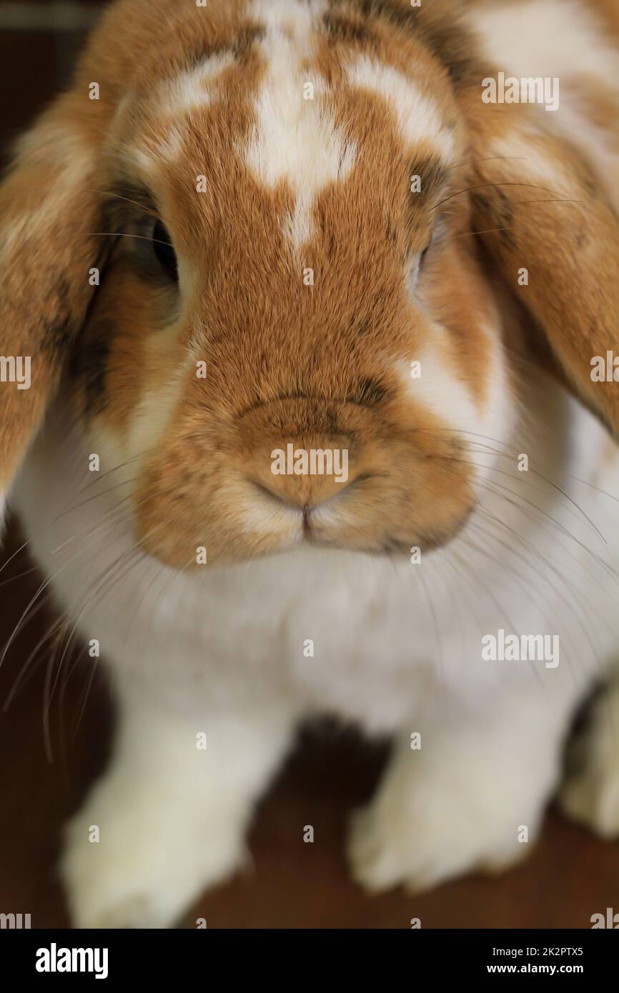 A portrait, close-up of a dwarf rabbit Stock Photo - Alamy
