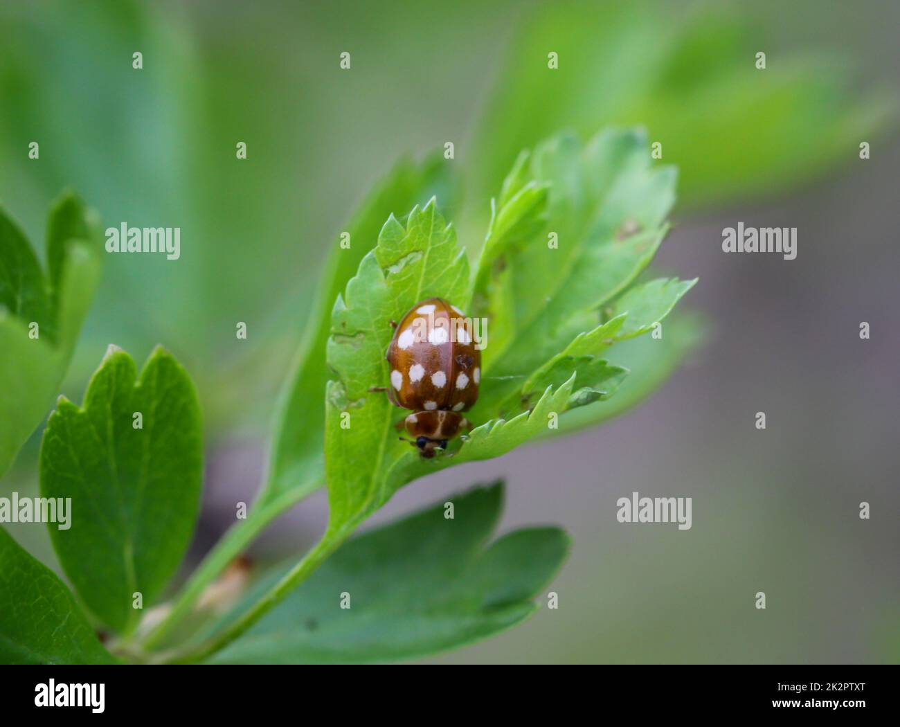 A red ladybug with evielen dots on the deck wings on a leaf Stock Photo ...