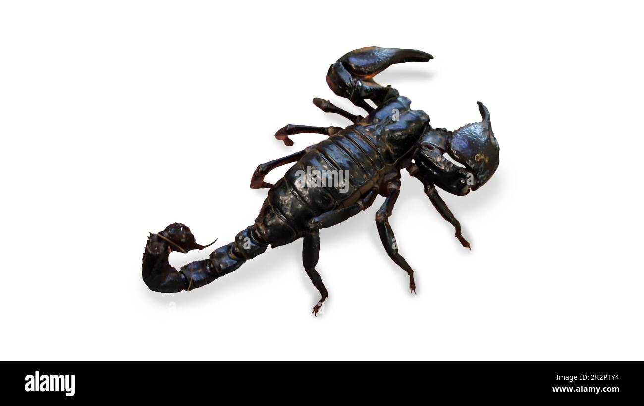 Harmless to Cut Out Stock Images & Pictures - Alamy