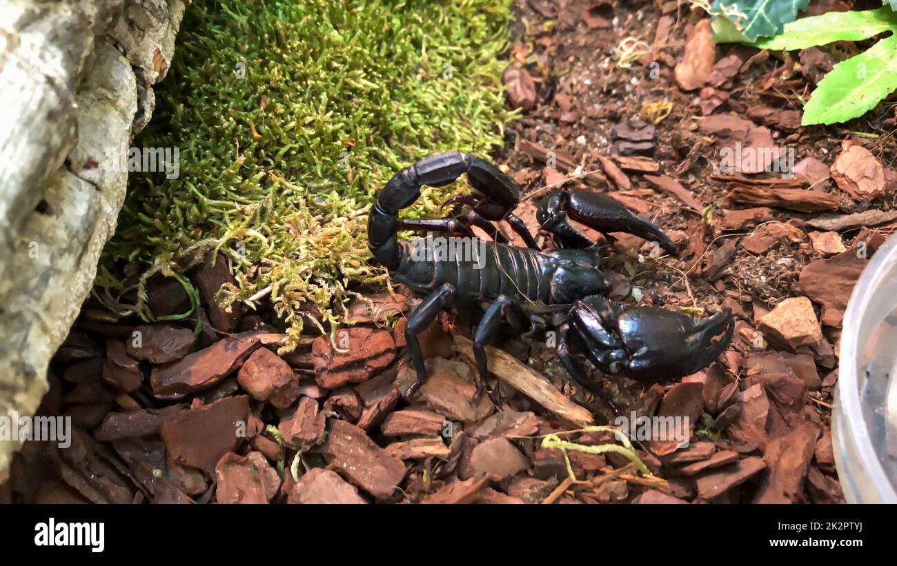Black thick tailed scorpion hi-res stock photography and images - Alamy