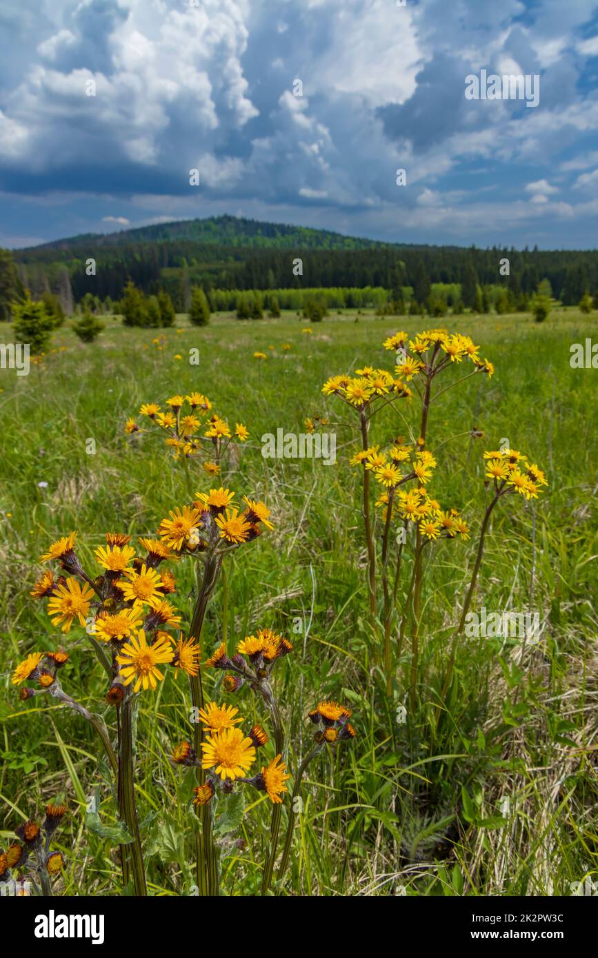 Typical spring landscape near Stozec, Nation park Sumava, Czech ...