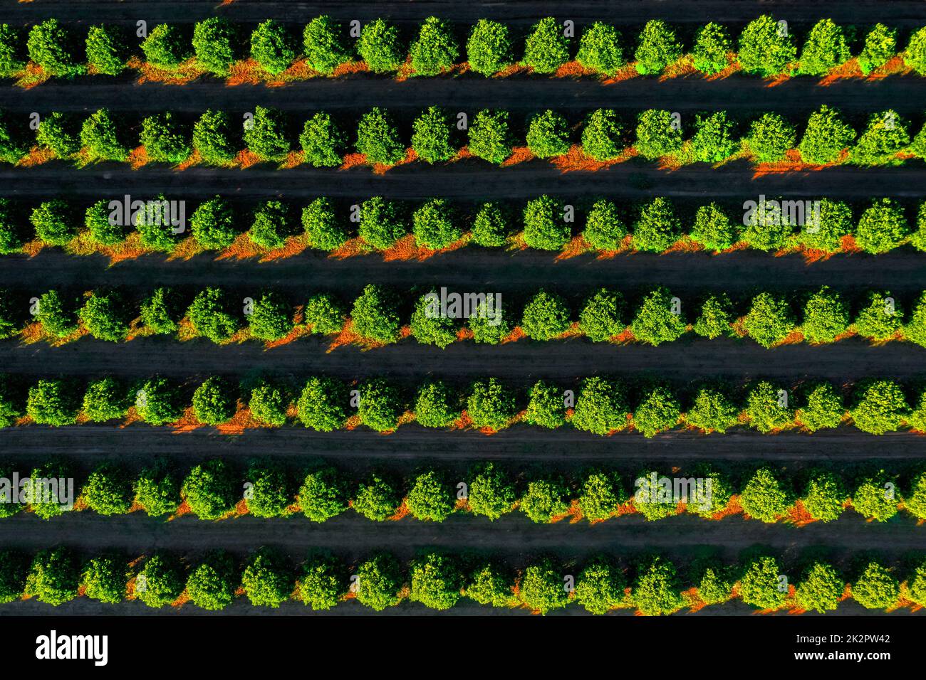 Orange trees plantation pattern Stock Photo - Alamy