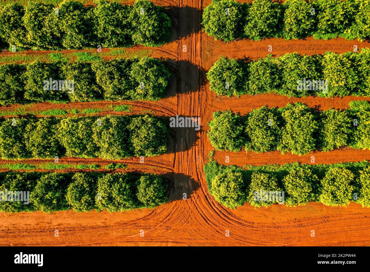 Aerial View Orange Trees Plantation Stock Photo - Alamy