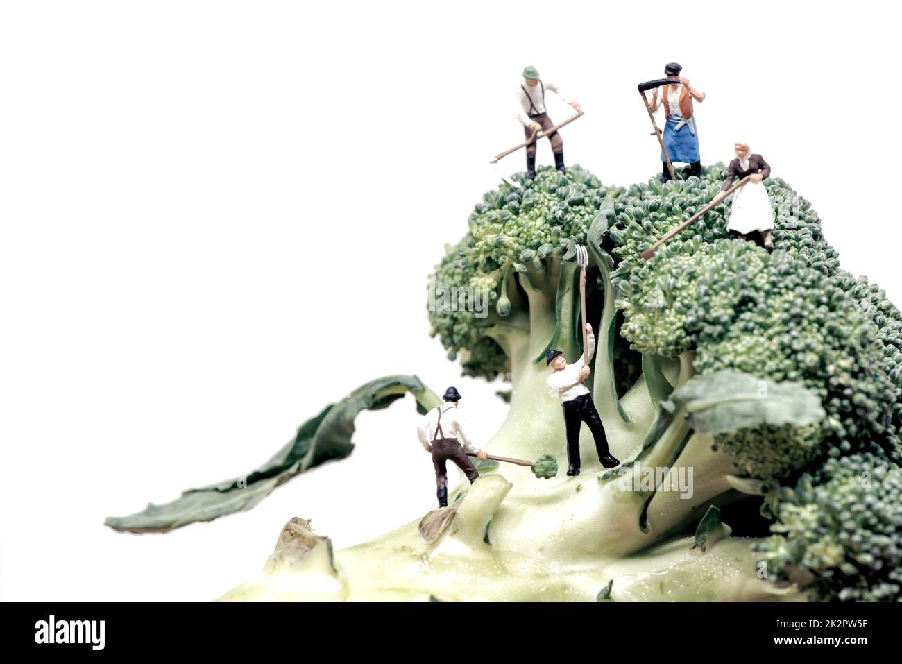 Farmers crew harvesting broccoli crowns Stock Photo - Alamy