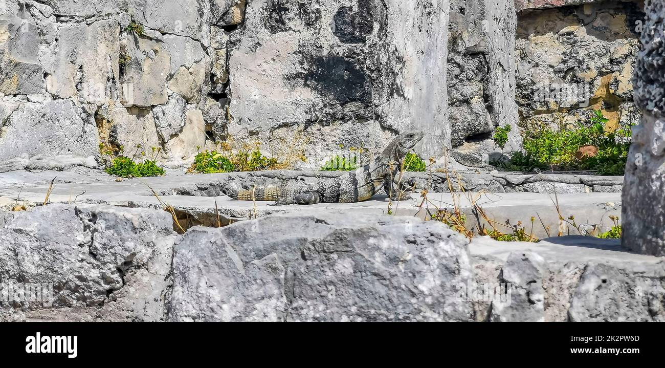 Iguana on rock Tulum ruins Mayan site temple pyramids Mexico Stock ...