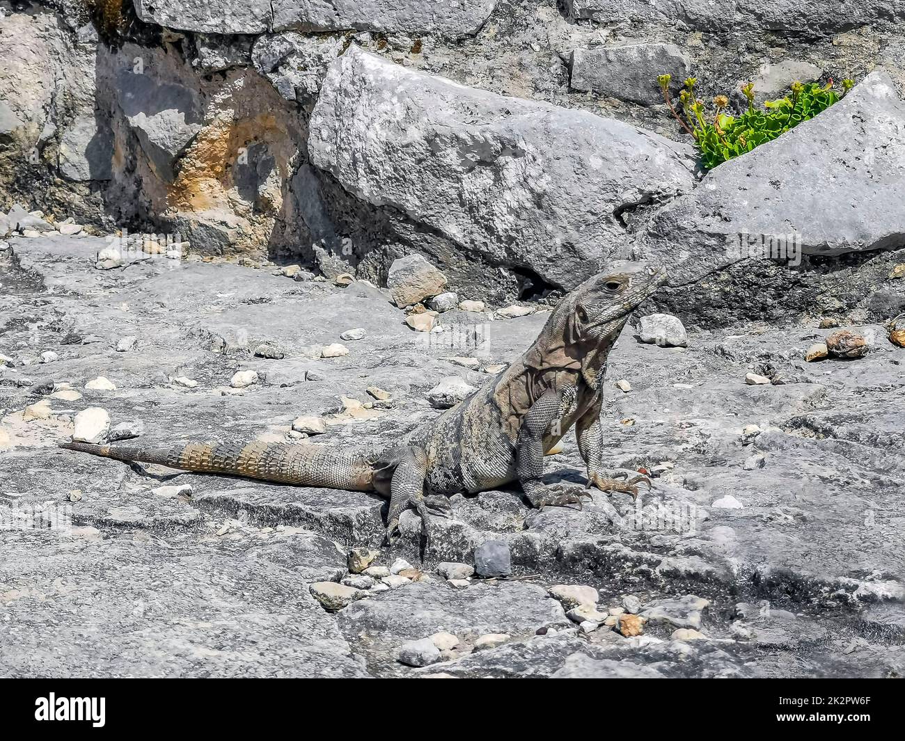 Iguana on rock Tulum ruins Mayan site temple pyramids Mexico Stock ...