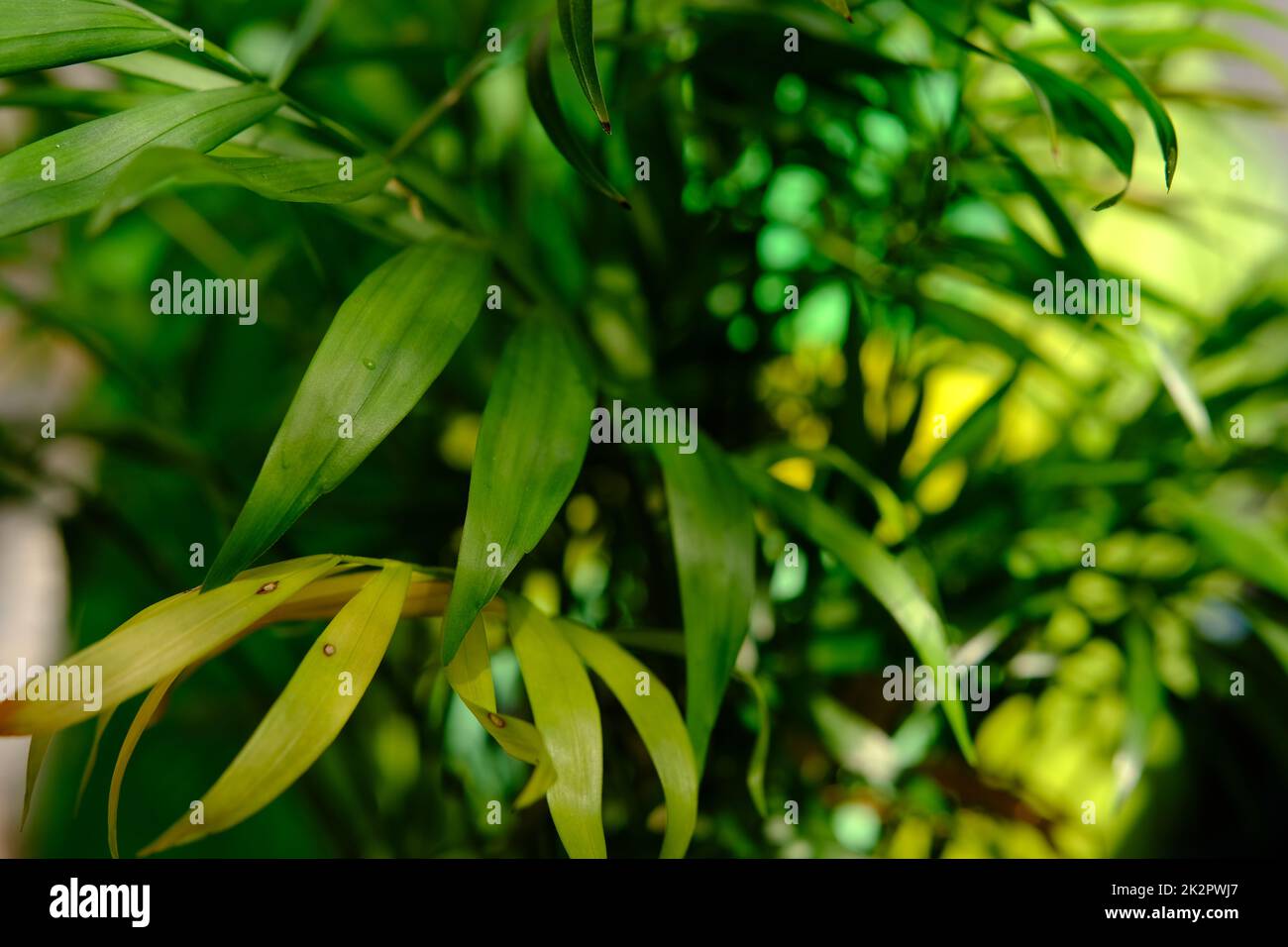 Close up of green areca palm plant, indoor palm tree. Howea forsteriana ...