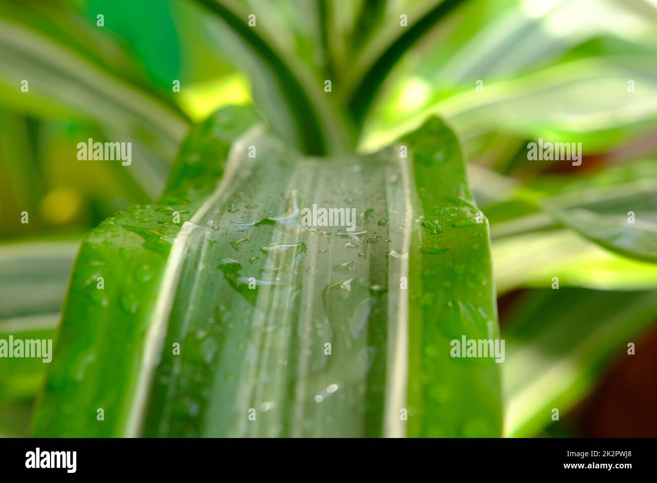 Screw pine plant tree or Pandanus sanderi sander decorated in the ...