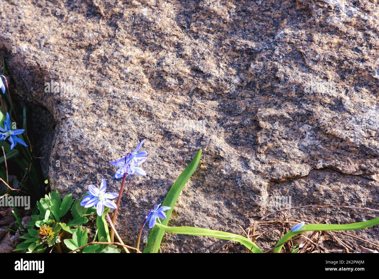 Blue flower and stone zen spa on grey background Stock Photo - Alamy