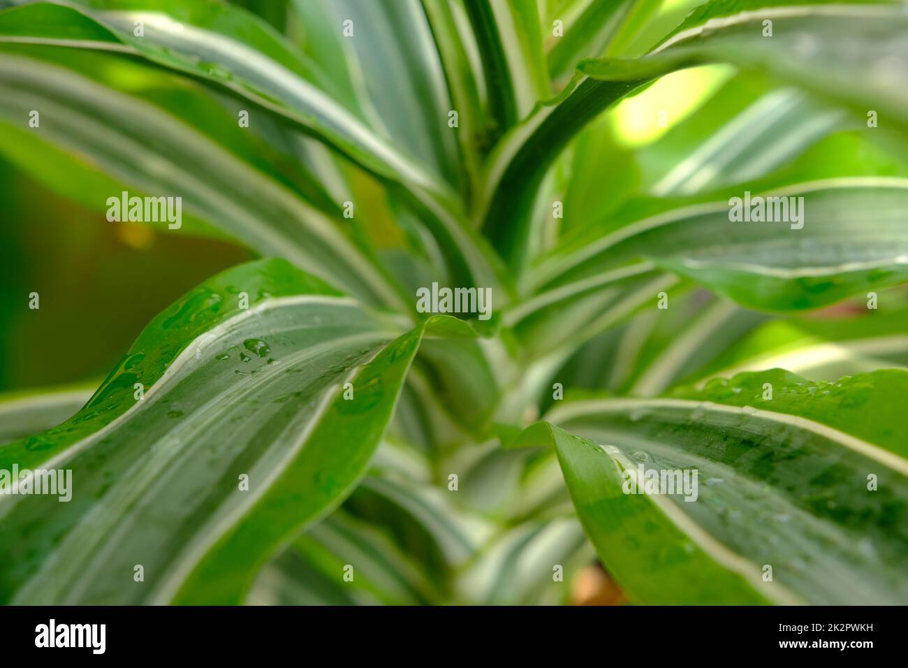 Screw pine plant tree or Pandanus sanderi sander decorated in the ...