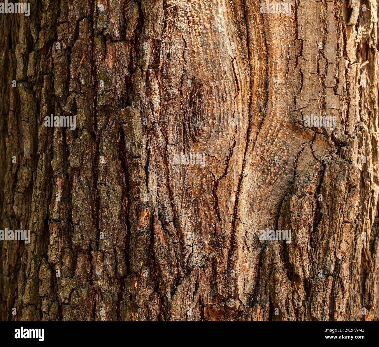 White bark detail hi-res stock photography and images - Alamy