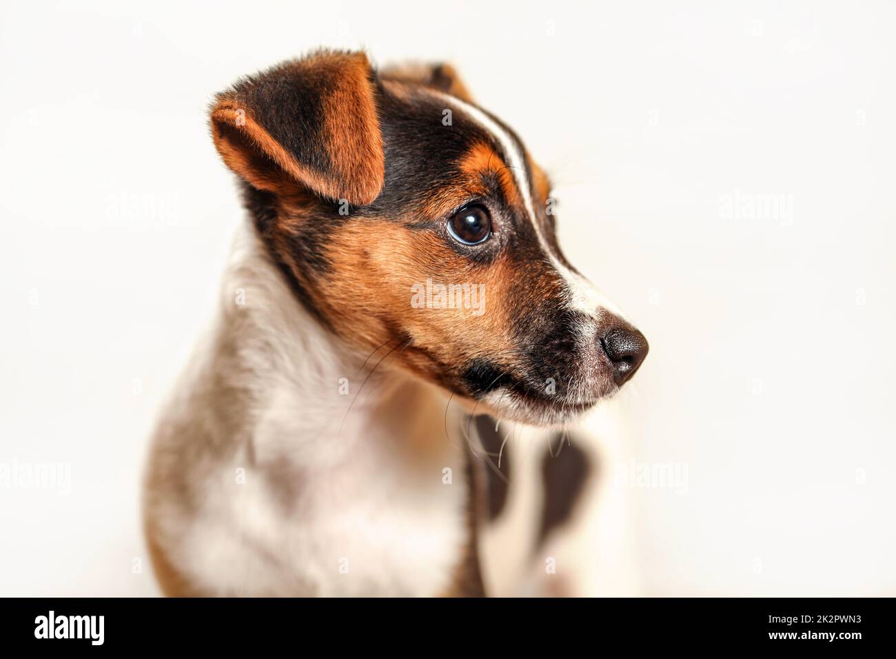 Jack russell terrier dog head hi-res stock photography and images - Alamy