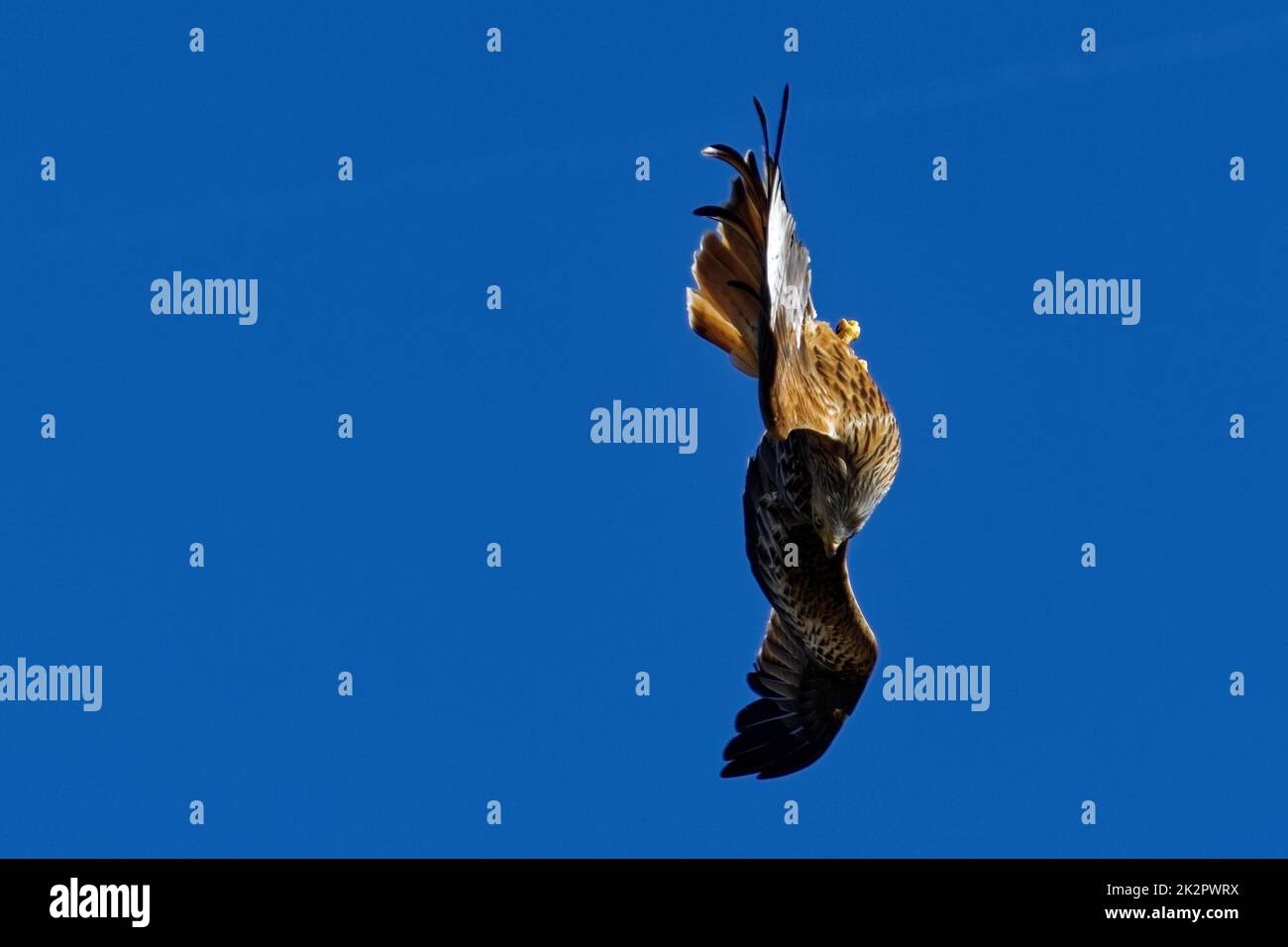 Red kilan hi-res stock photography and images - Alamy