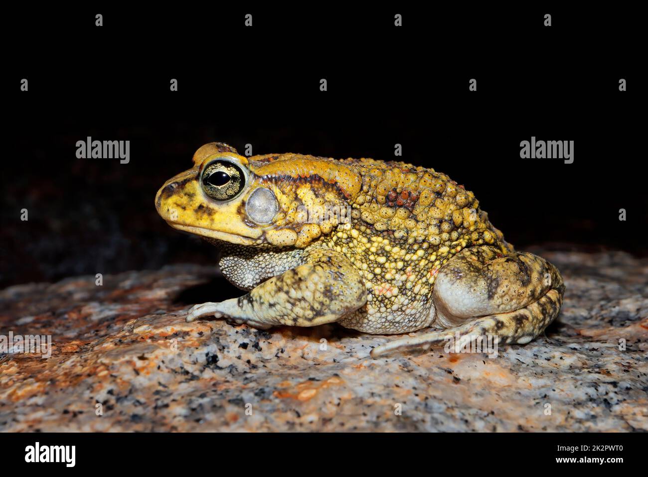 Olive skin hi-res stock photography and images - Alamy