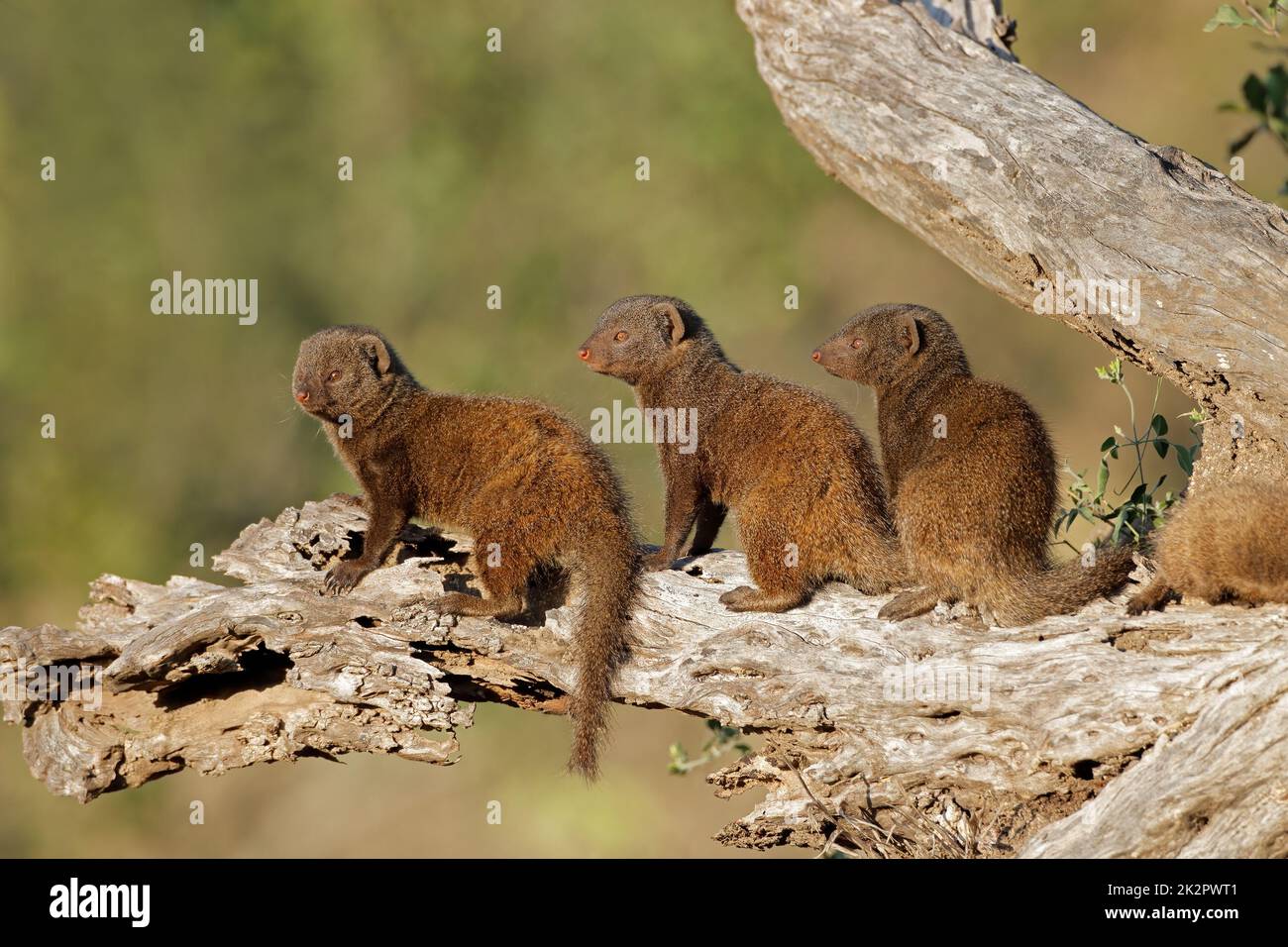 Dwarf mongoose family - South Africa Stock Photo - Alamy