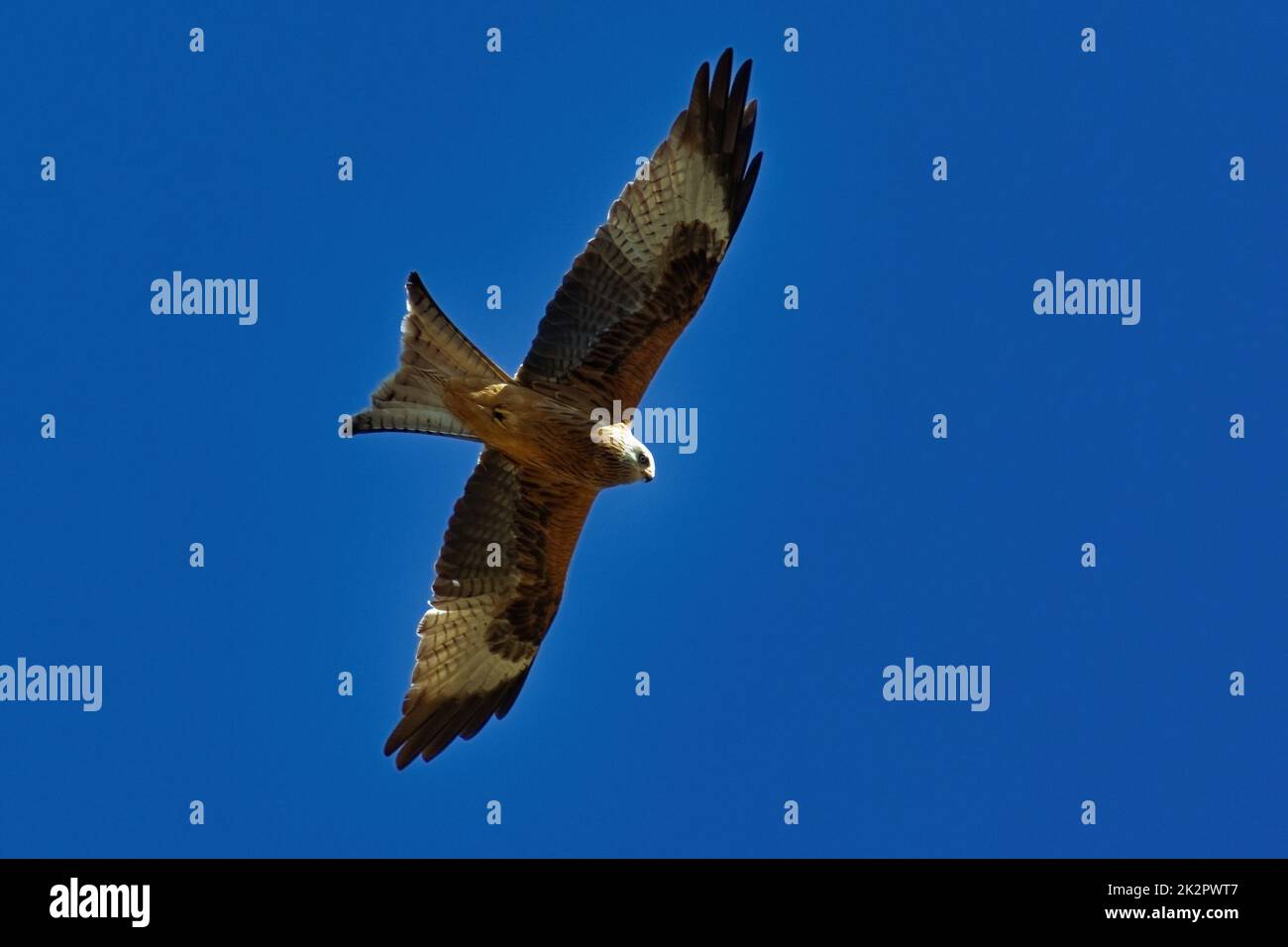 Red kilan hi-res stock photography and images - Alamy