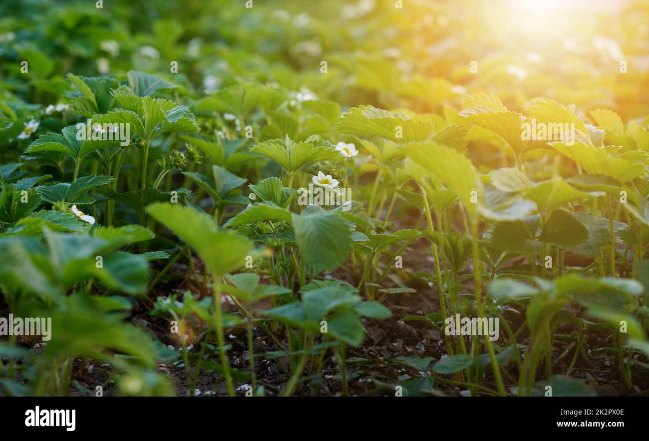 Strawberry bush with green leaves and white flowers in vegetable garden ...