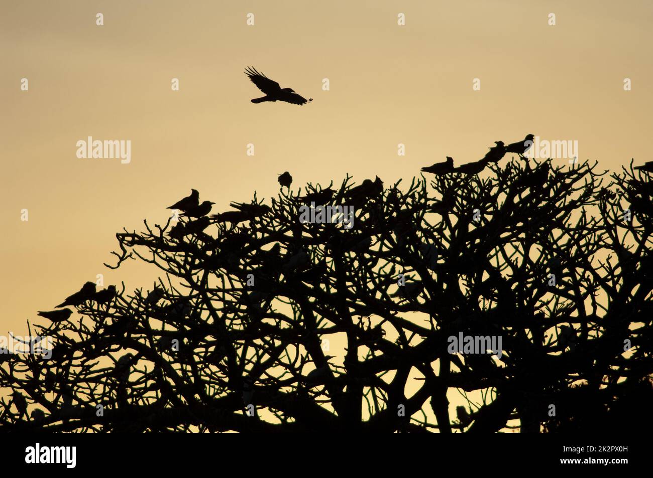 Crows and tree hi-res stock photography and images - Alamy