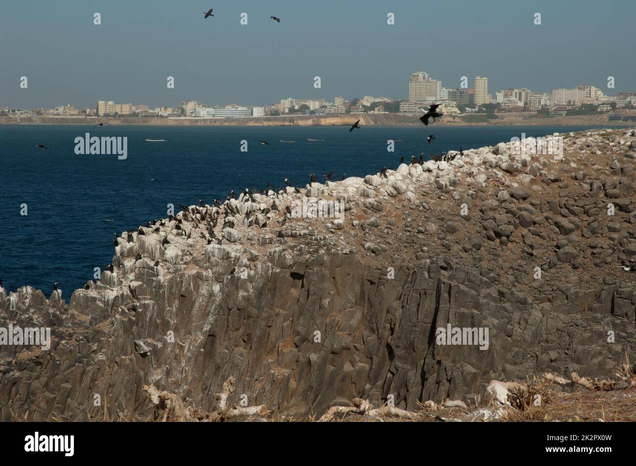 Great cormorants Phalacrocorax carbo in Sarpan Island and Dakar in the ...