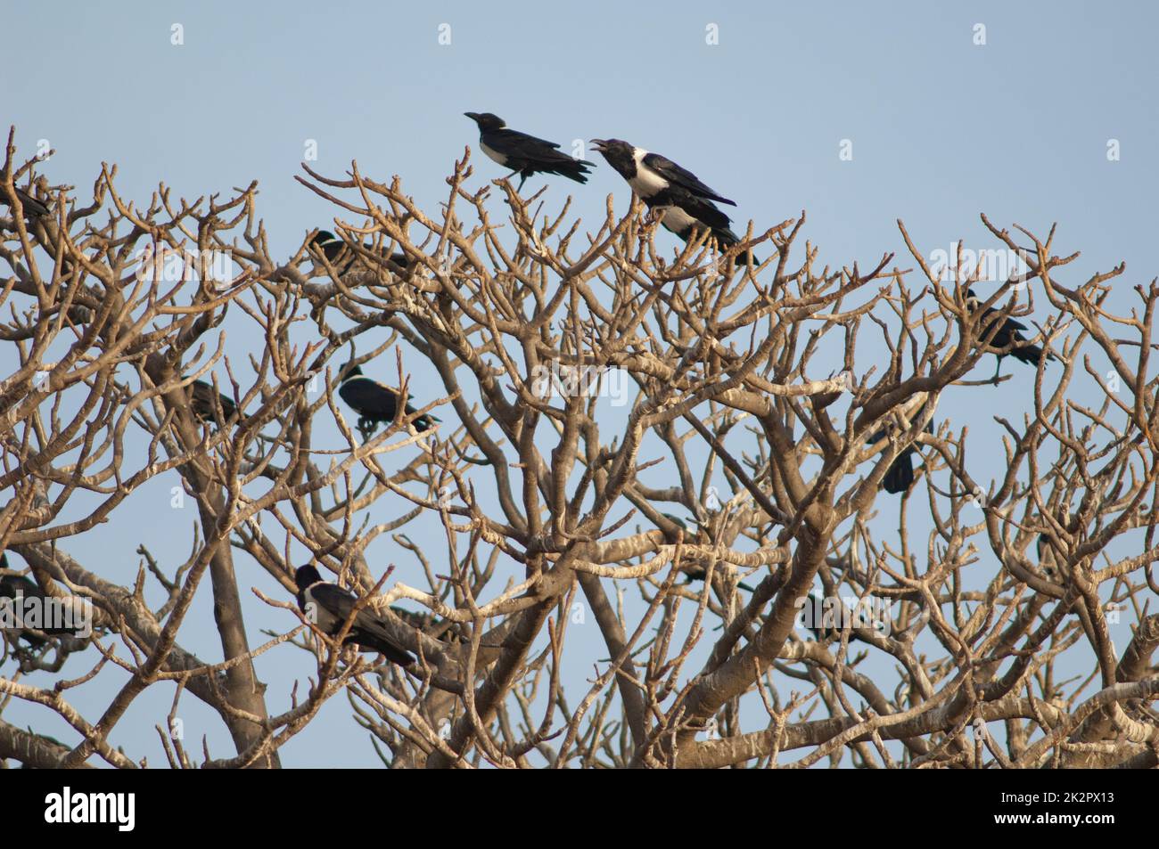 Pied crows Corvus albus on a communal roost Stock Photo - Alamy