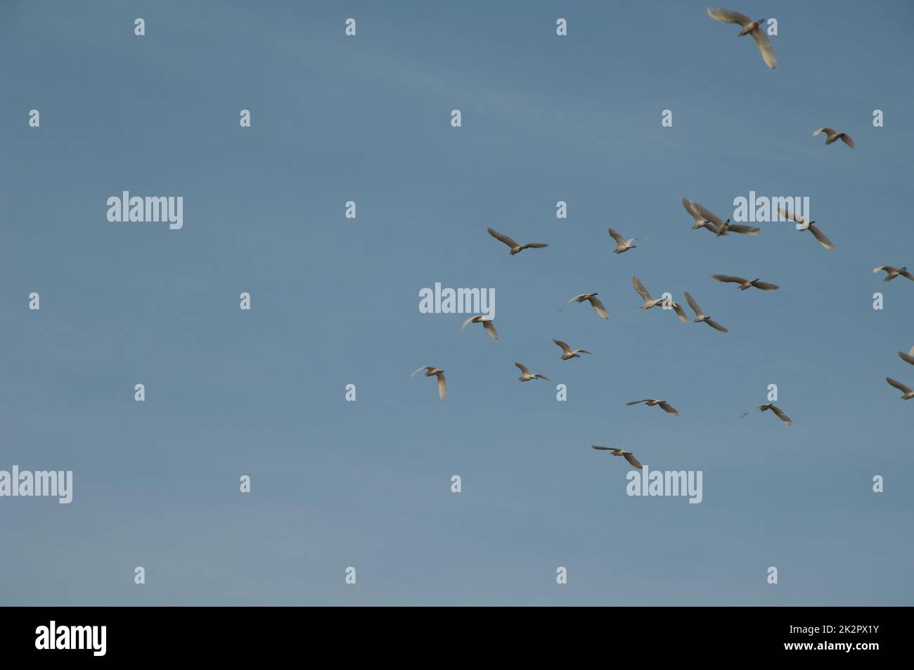 Flock of cattle egrets Bubulcus ibis in flight Stock Photo - Alamy