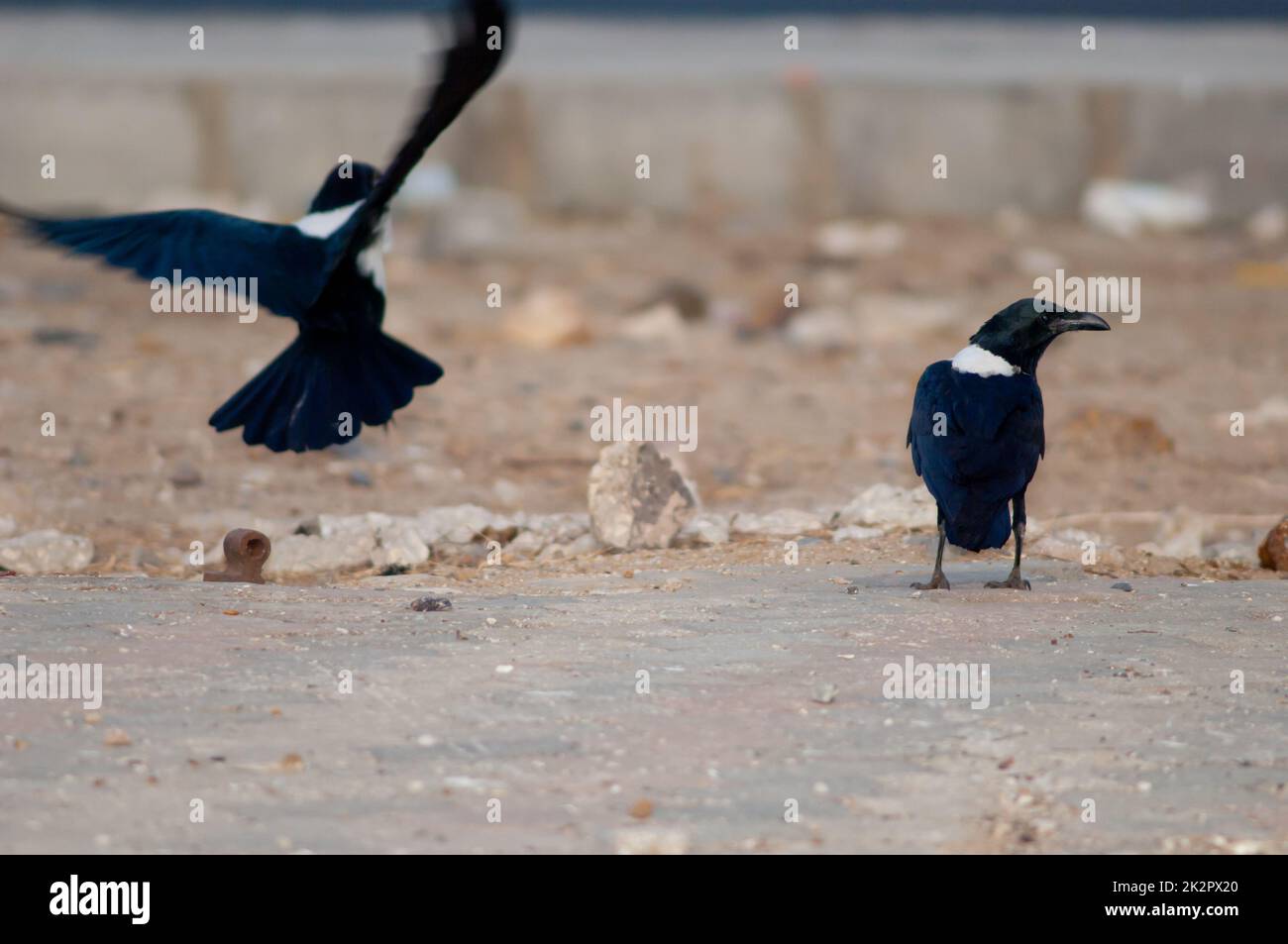 Two pied crows hi-res stock photography and images - Alamy