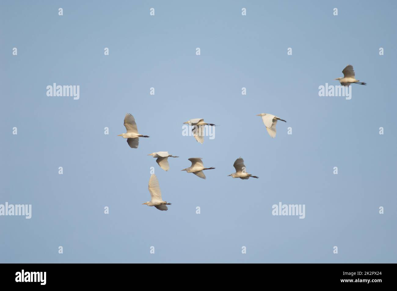 Flock of cattle egrets Bubulcus ibis in flight Stock Photo - Alamy