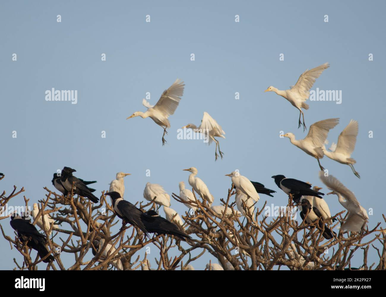 Cattle egrets and pied crows on a tree Stock Photo - Alamy