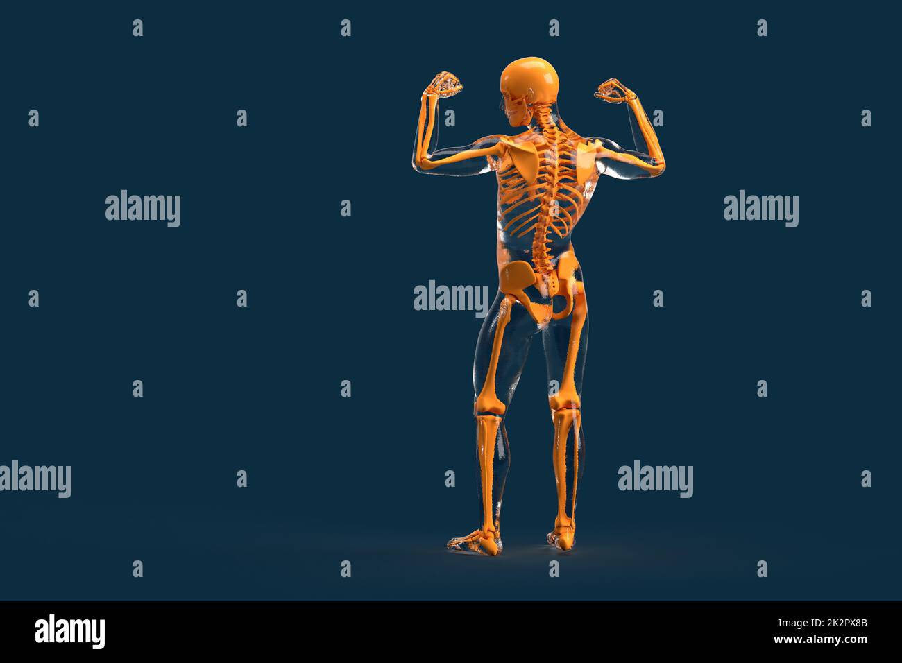 Rear view of human skeleton. 3D illustration Stock Photo - Alamy