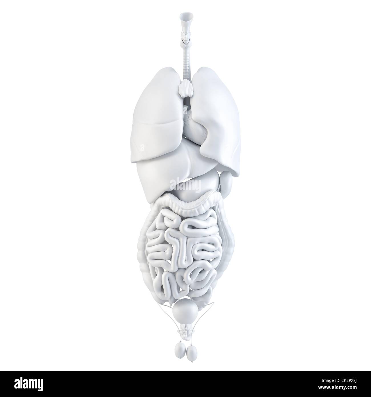 Human internal organs. 3D illustration. Isolated Stock Photo - Alamy