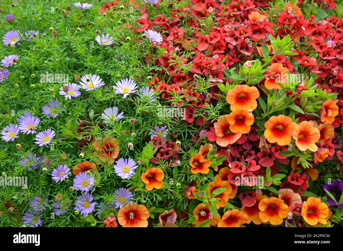 Red and orange petunia flowers Stock Photo - Alamy