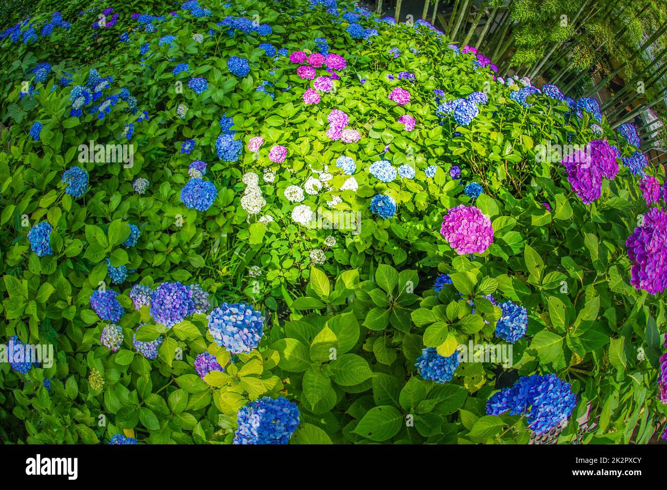 June leaf hi-res stock photography and images - Alamy