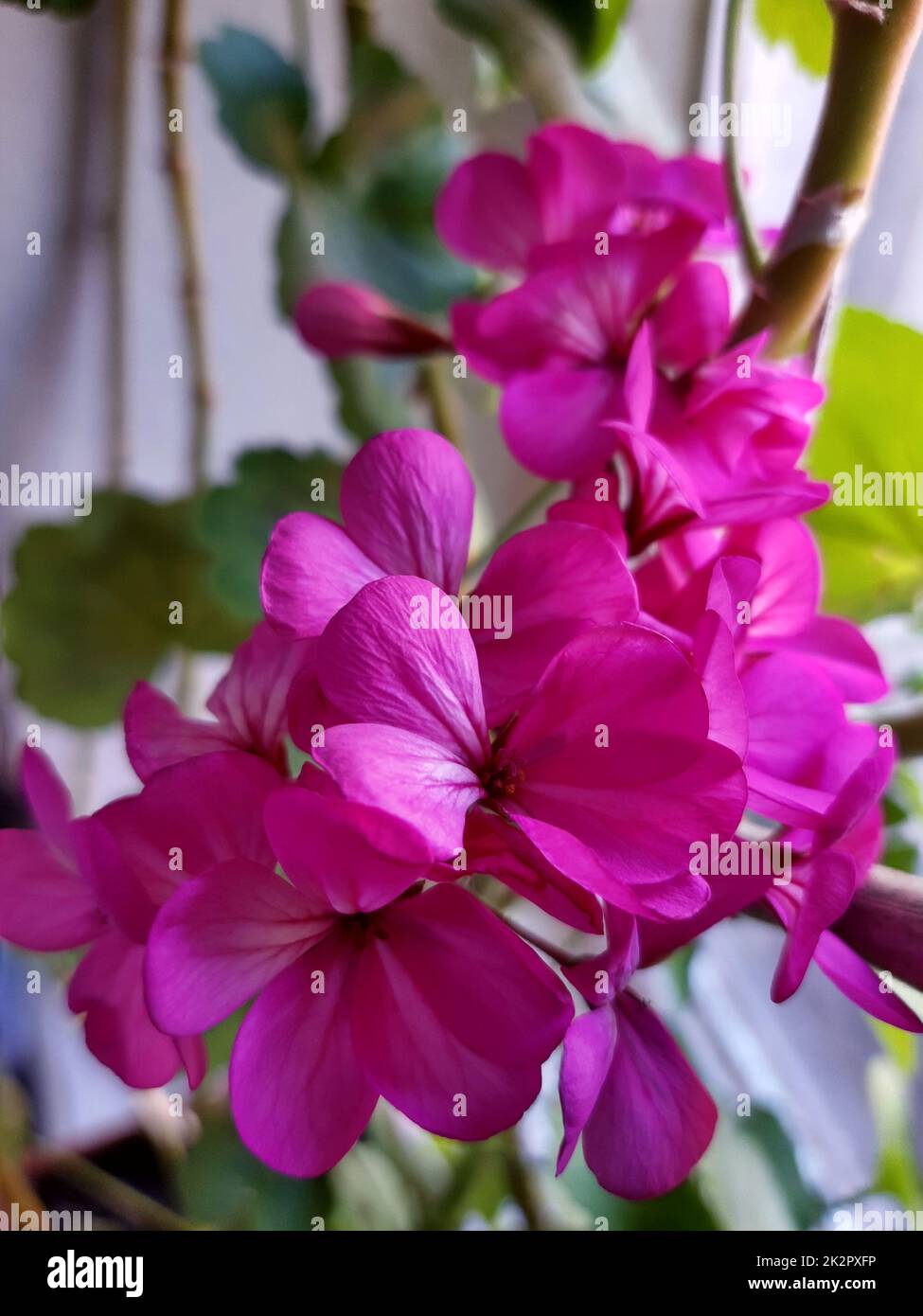 Geranium flowers close up hi-res stock photography and images - Alamy