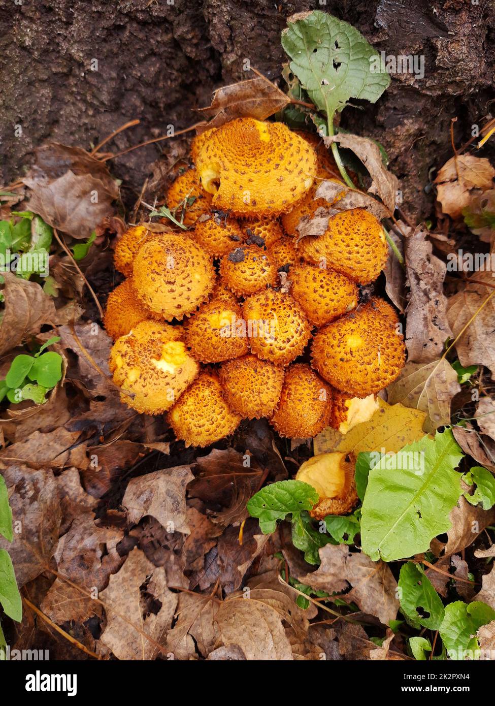 Common scaly fungus on a tree trunk Stock Photo - Alamy