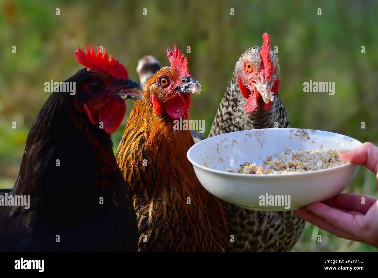 Portrait of three free running chicken of different breeds, eating some ...