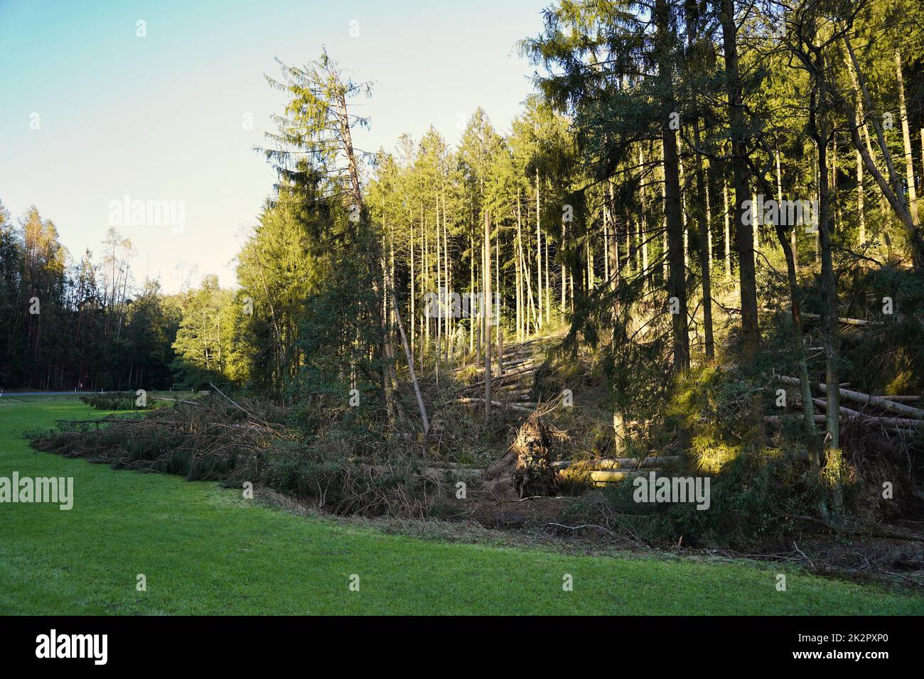 Massive storm damages in a forest with a swathe of destruction Stock ...
