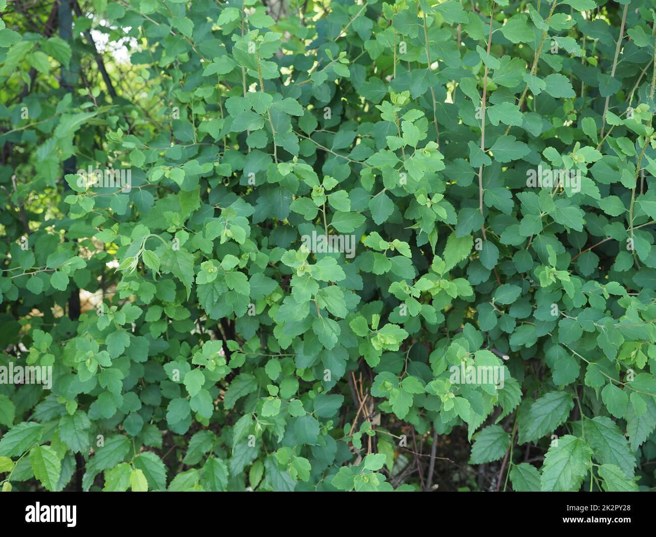 green greenery texture background Stock Photo - Alamy