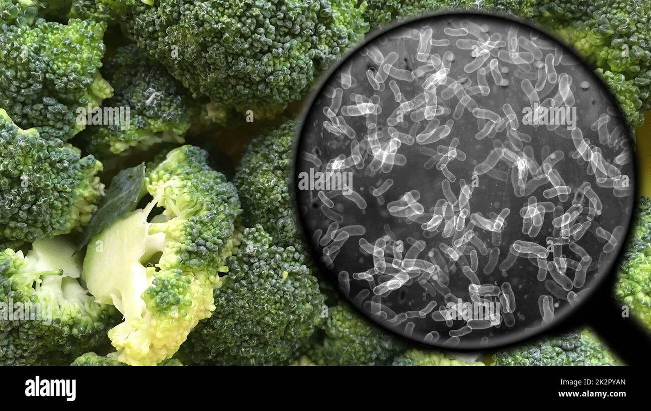 Searching for bacteria in vegetables Stock Photo - Alamy