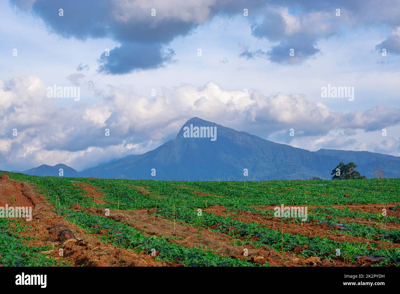Watermelon farming area in the south of Thailand Stock Photo - Alamy