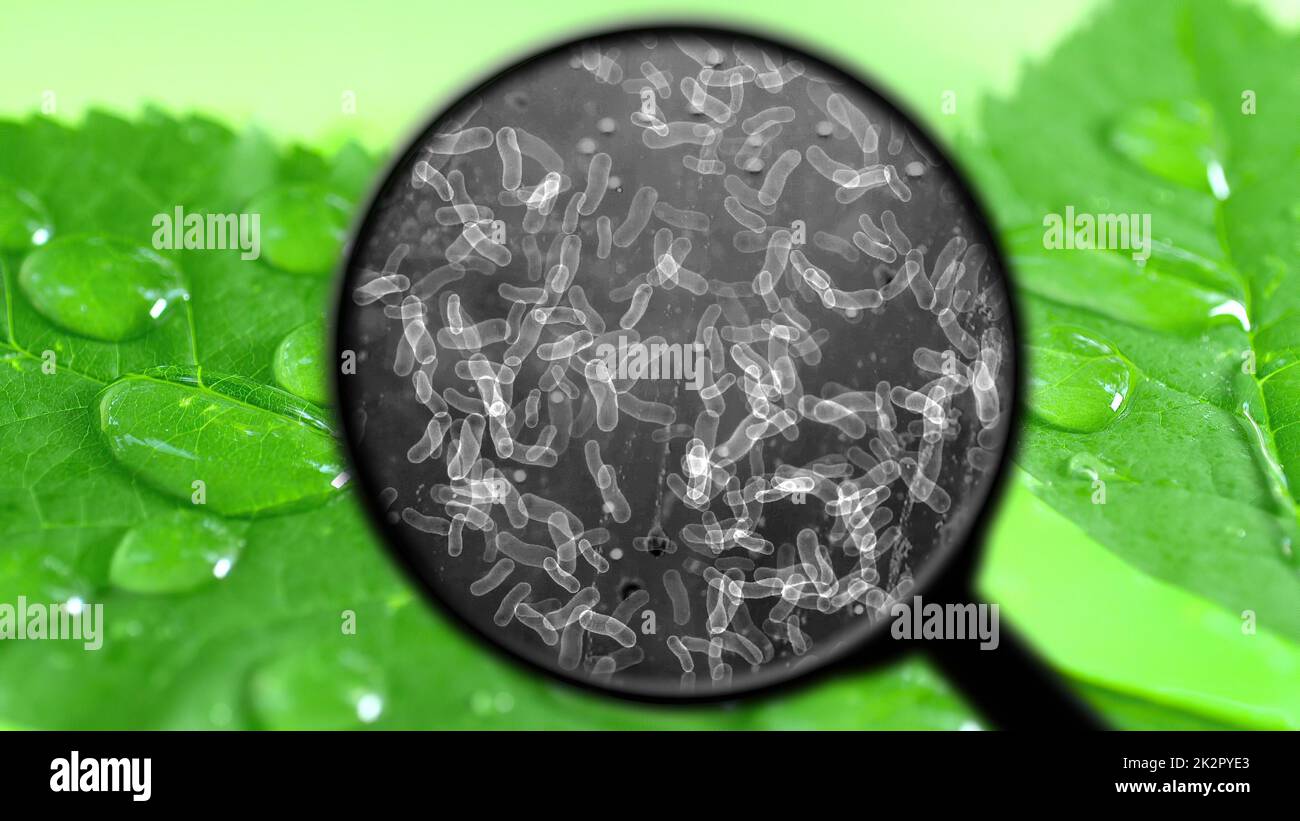 Searching for bacteria in environment Stock Photo - Alamy