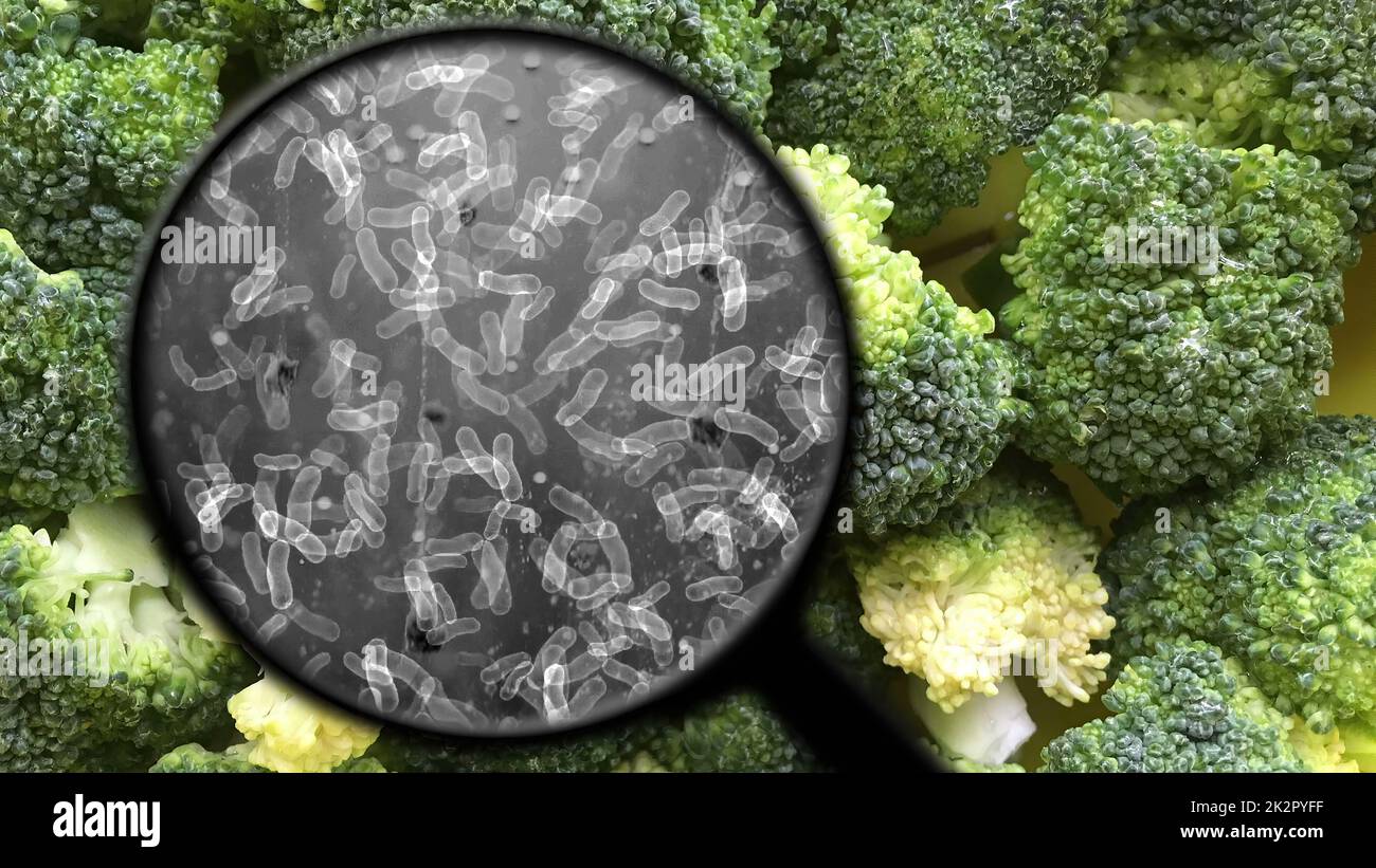 Searching for bacteria in vegetables Stock Photo - Alamy