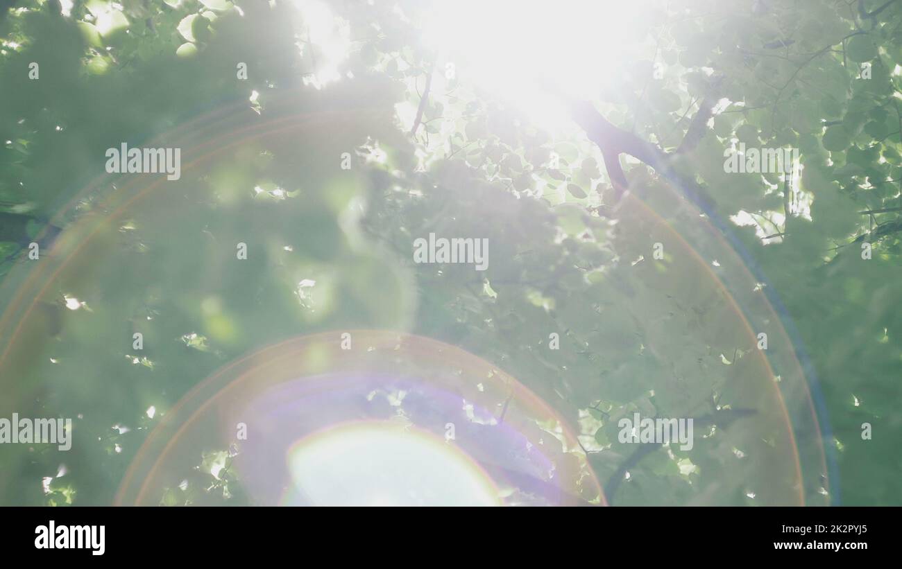 Bokeh Light From The Sun Through The Leaves Stock Photo - Alamy