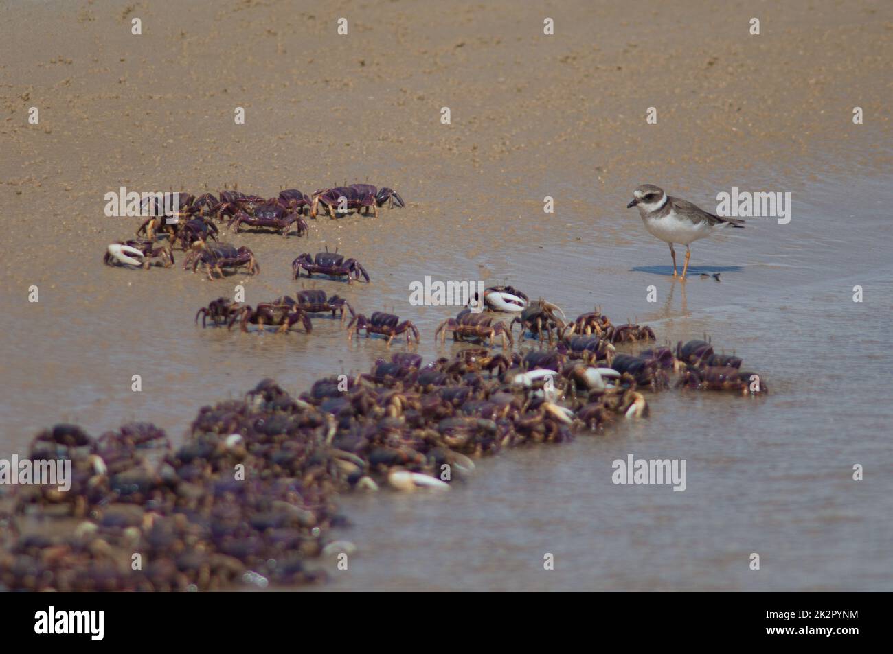Common ringed plover Charadrius hiaticula and fiddler crabs Afruca ...